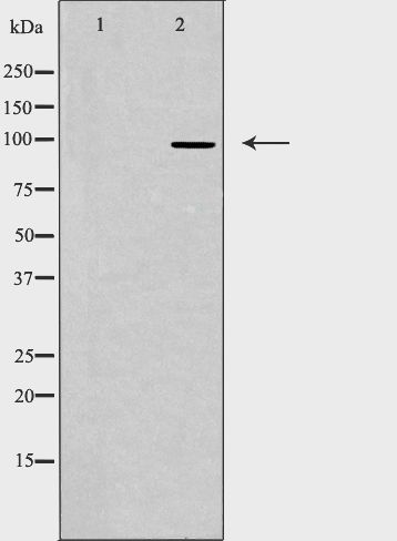 TOP3B Antibody (PA5-101080)