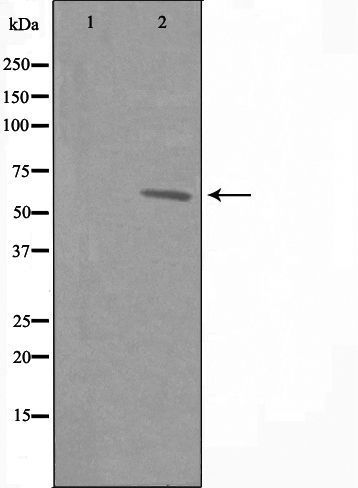 GPR108 Antibody (PA5-102080)