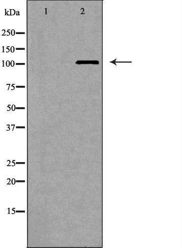 MERTK Antibody (PA5-102771)