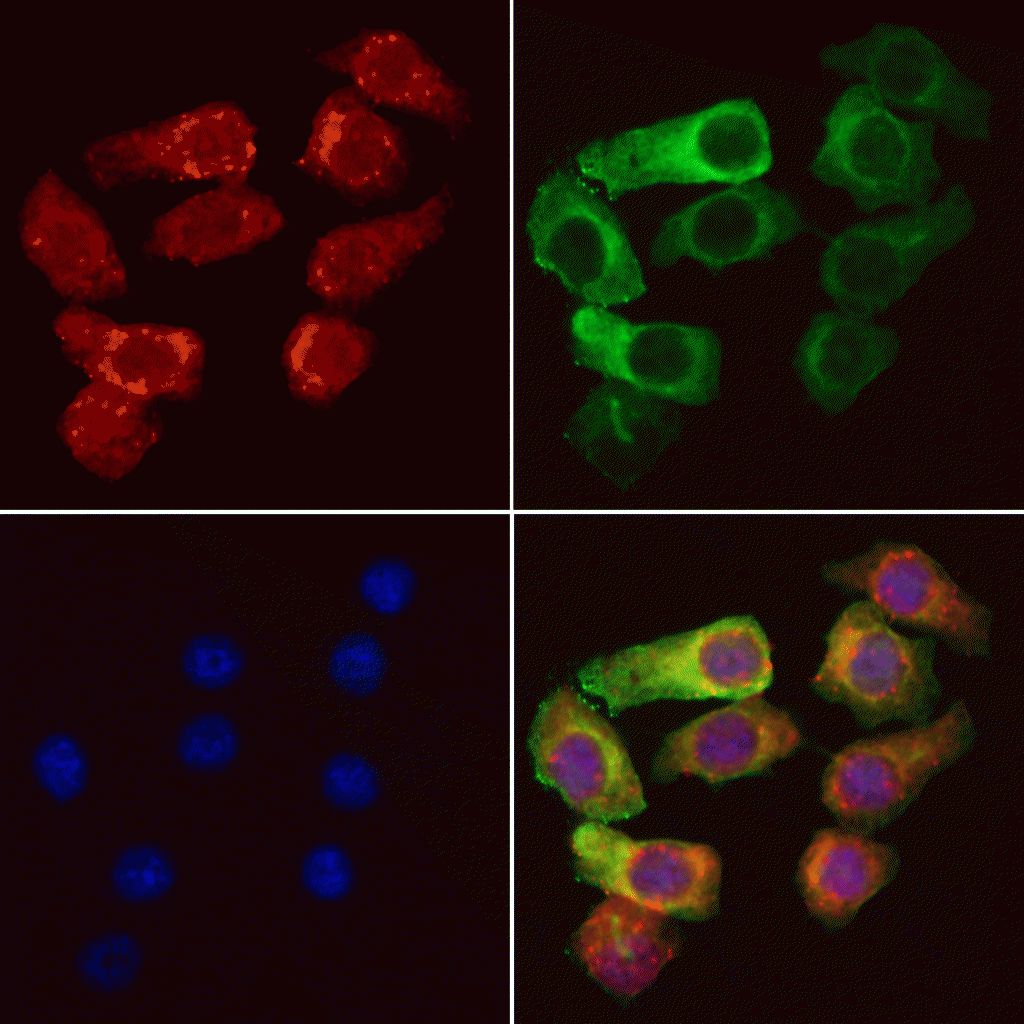 UBA52 Antibody (PA5-102973)
