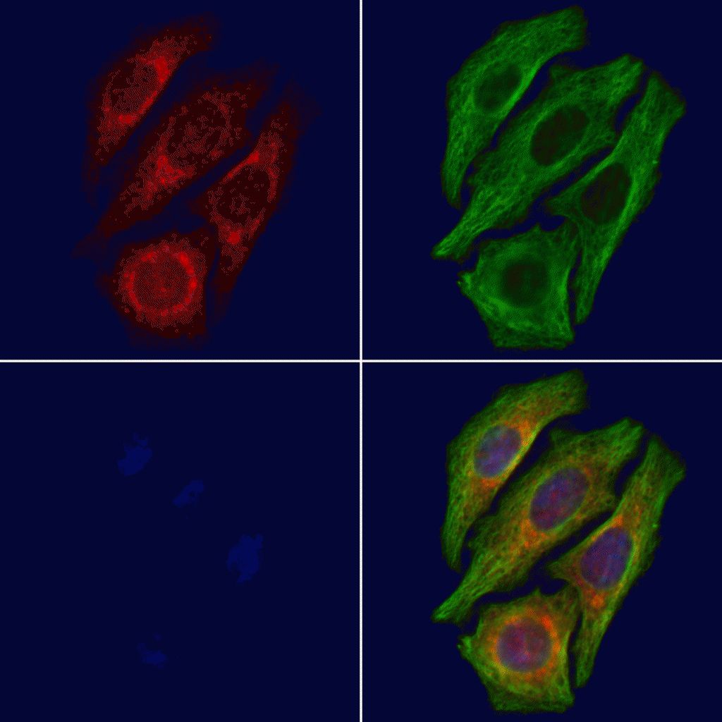 COX3 Antibody (PA5-103392)