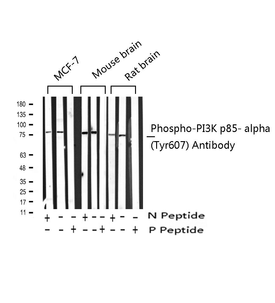 Phospho-PI3K p85 alpha (Tyr607) Antibody (PA5-104853)