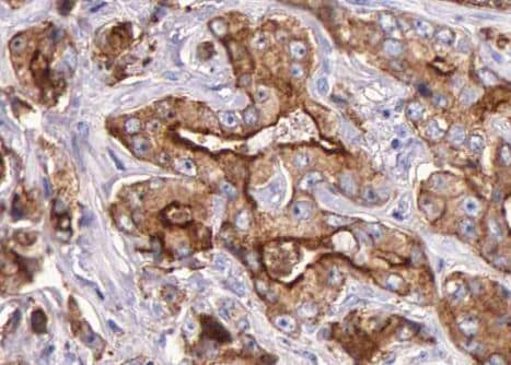 GPR35 Antibody (PA5-106844)