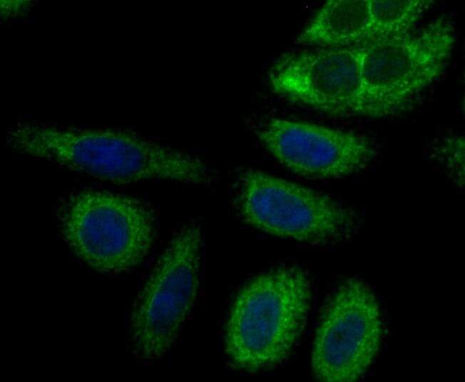 Perforin Antibody (PA5-109315)