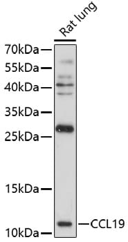 CCL19 Antibody (PA5-109488)