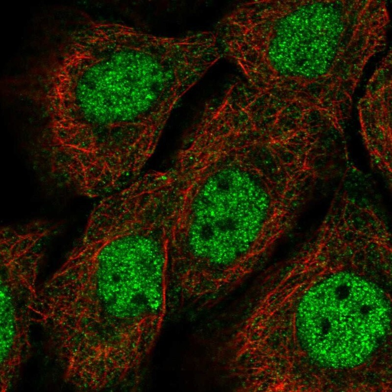 Opsin 3 Antibody (PA5-111581)