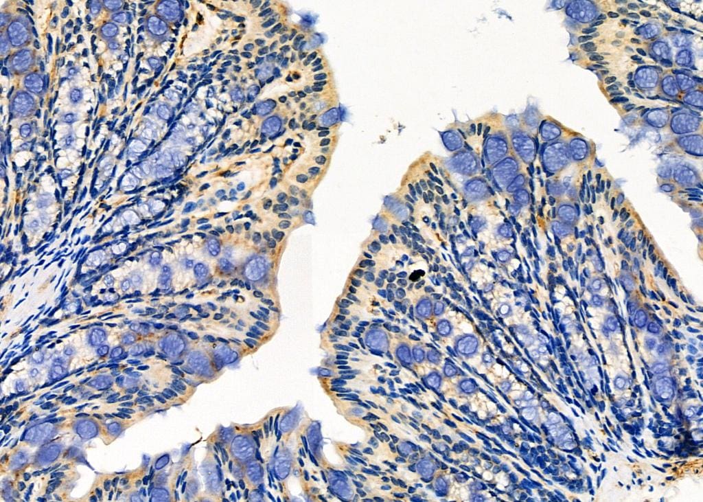 CD80 Antibody (PA5-114992)
