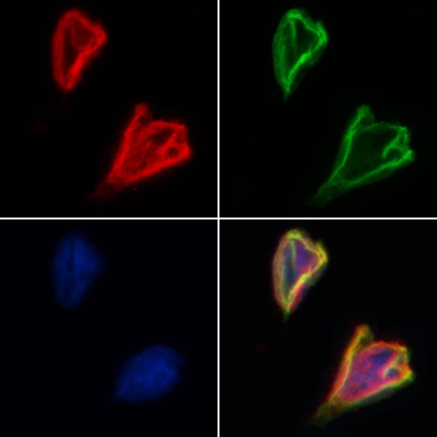 SLC7A11 Antibody (PA5-116134)
