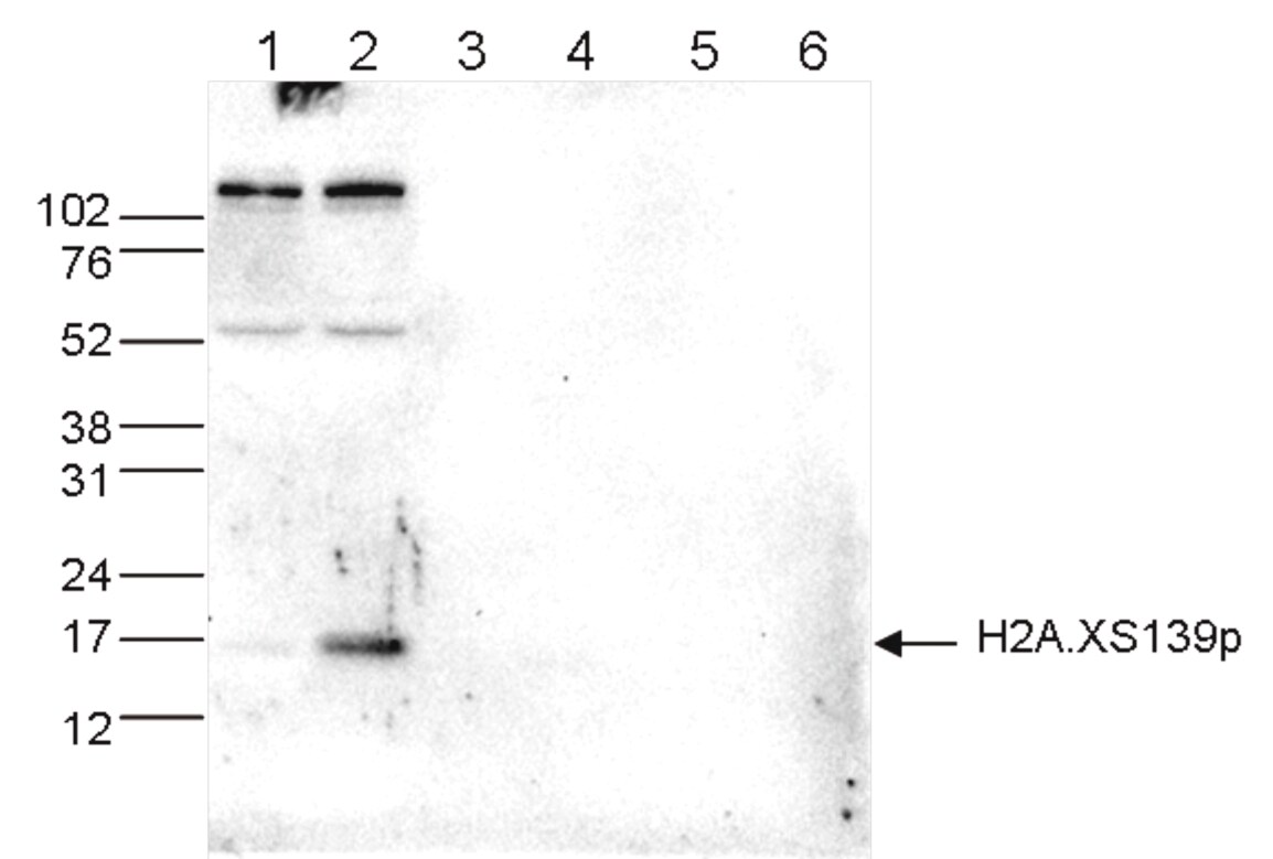 Phospho-Histone H2A.X (Ser139) Antibody (PA5-117754)