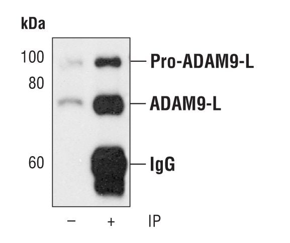 ADAM9 Antibody (PA5-17080)
