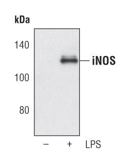 iNOS Antibody (PA5-17106)
