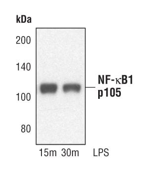 NFkB p105 Antibody (PA5-17150)