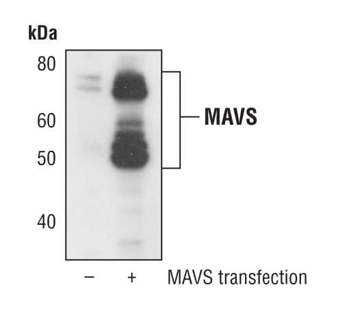 MAVS Antibody (PA5-17256)
