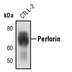 Perforin Antibody (PA5-17431)