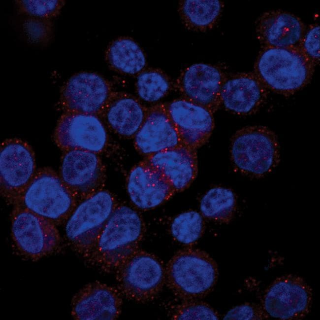 MAP2 Antibody (PA5-17646)