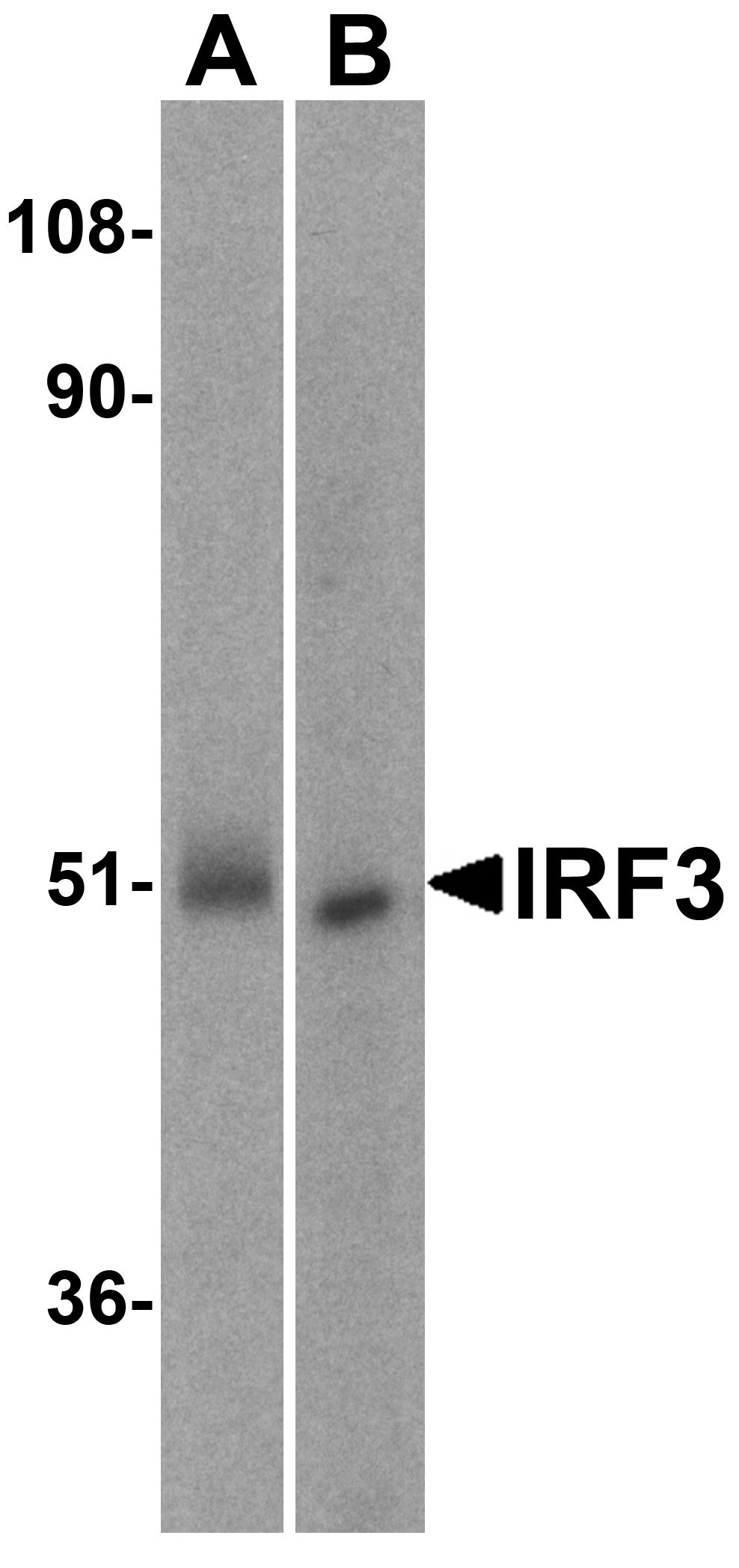 IRF3 Antibody (PA5-20087)