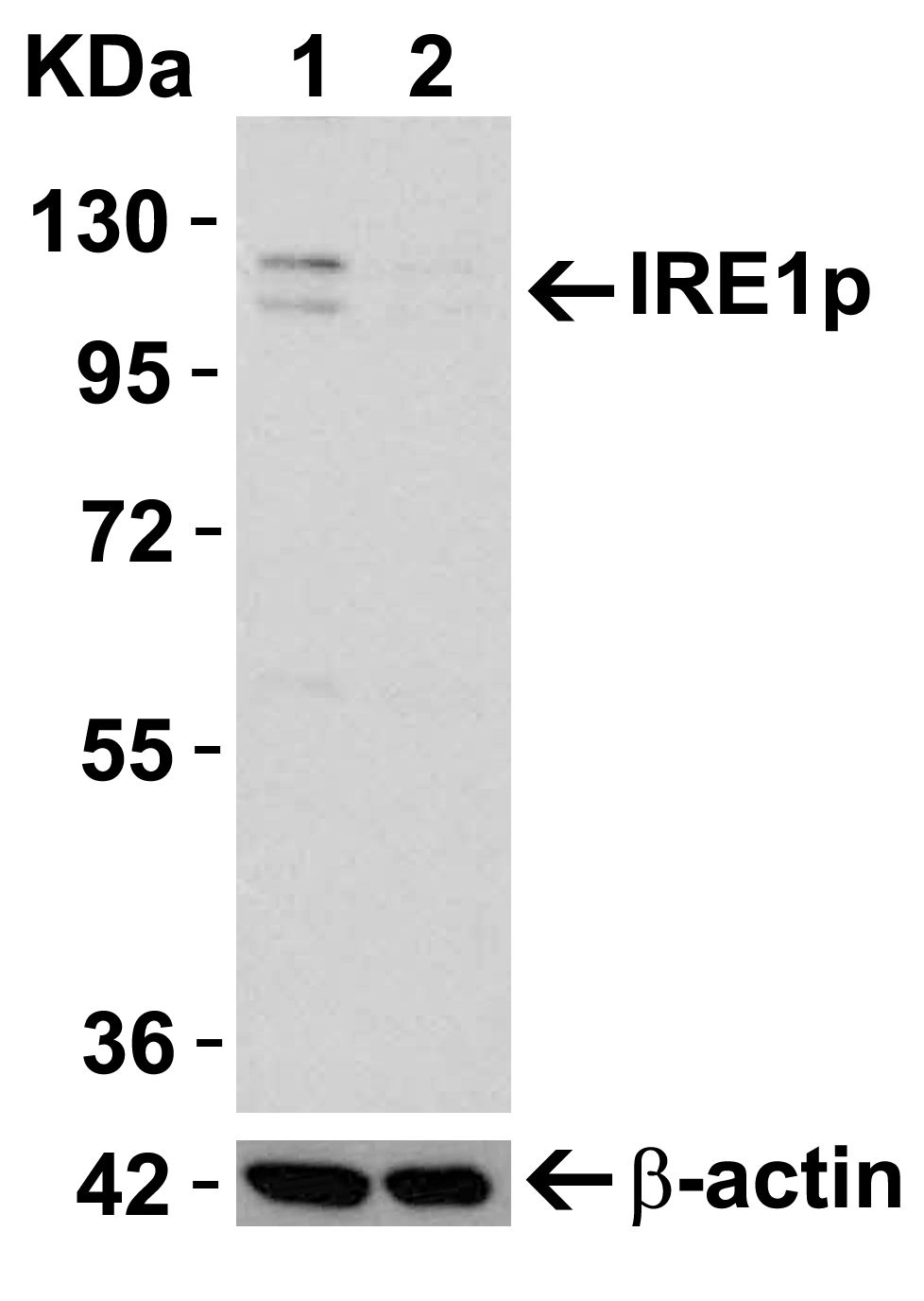 IRE1 alpha Antibody (PA5-20189)