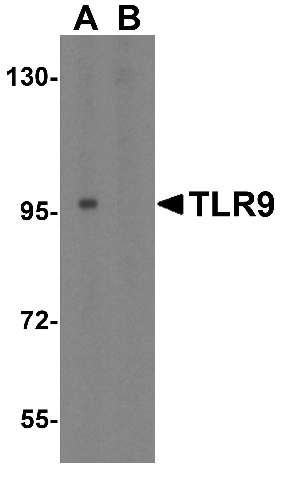 TLR9 Antibody (PA5-20203)
