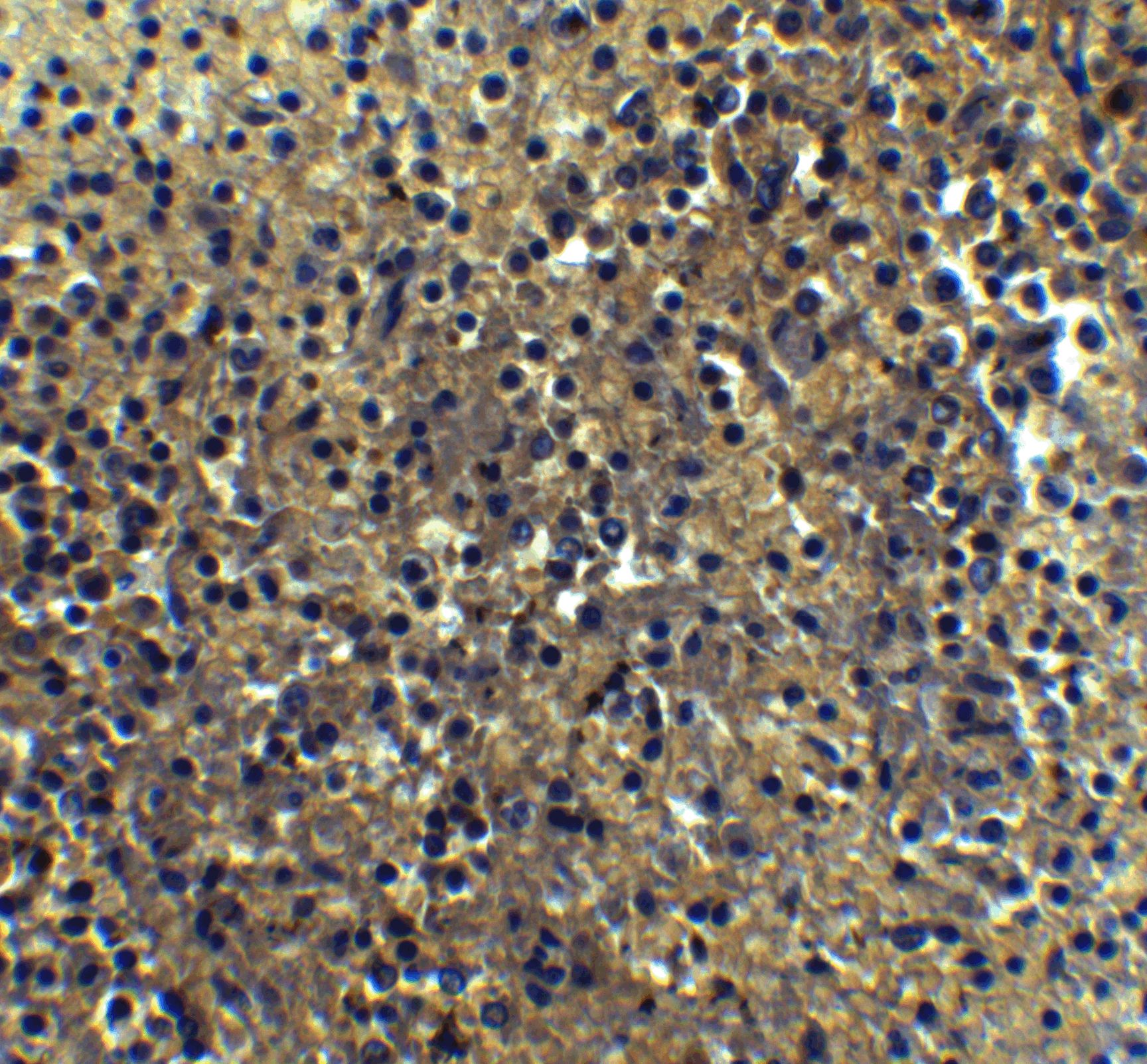 IRF7 Antibody (PA5-20280)