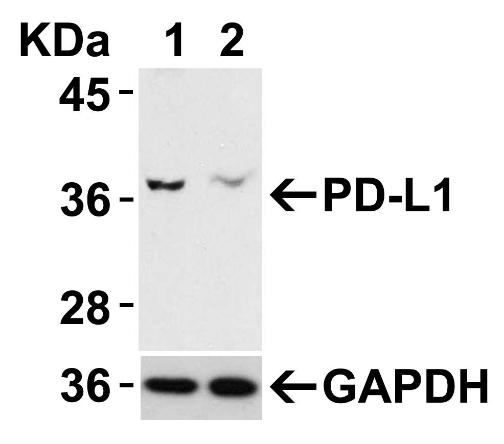 PD-L1 Antibody (PA5-20343)