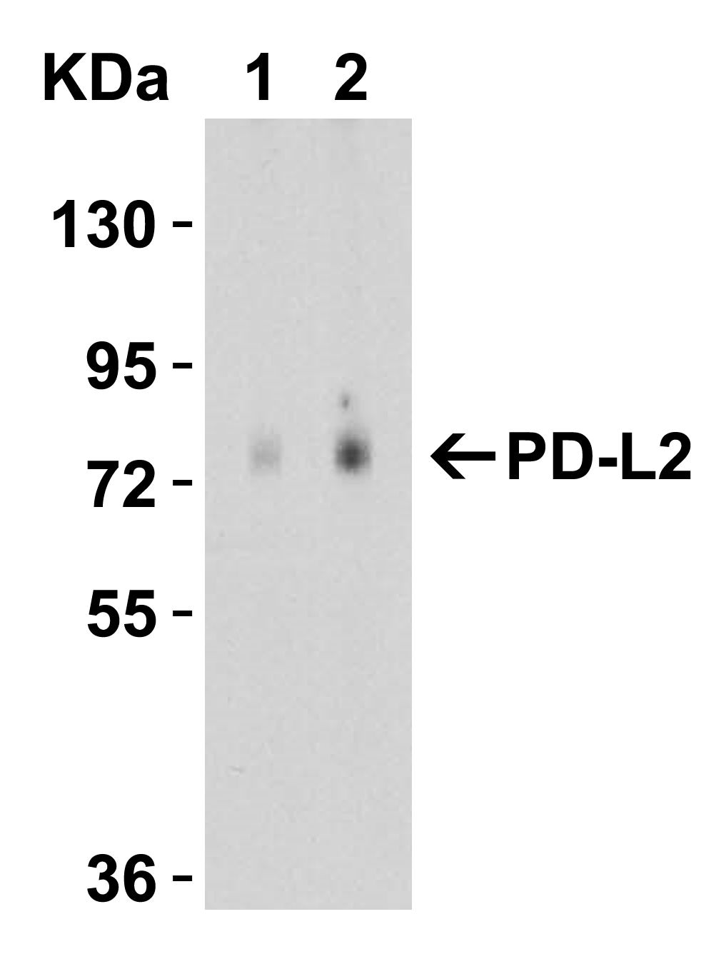 CD273 (B7-DC) Antibody (PA5-20344)