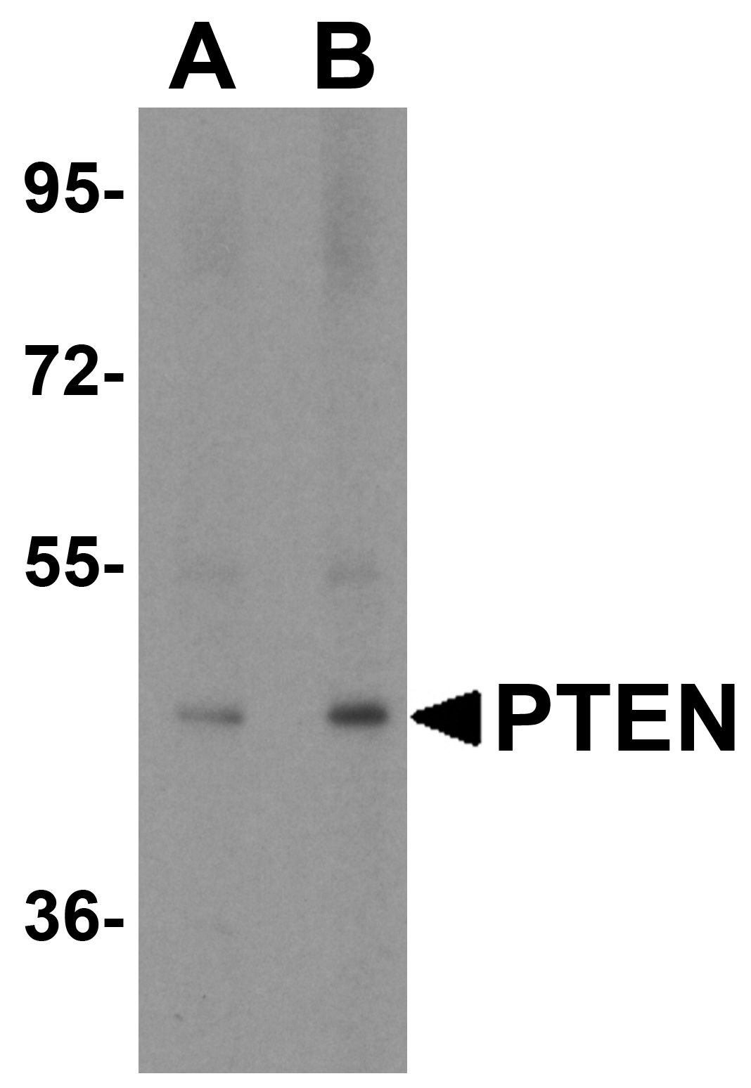 PTEN Antibody (PA5-20418)