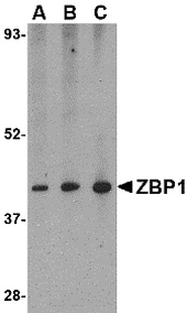 ZBP1 Antibody (PA5-20455)