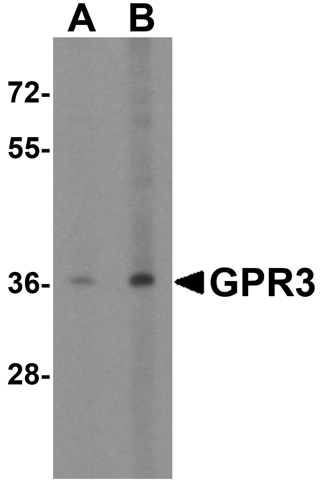 GPR3 Antibody (PA5-20751)