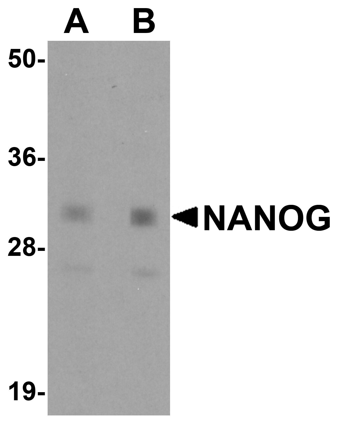 Nanog Antibody (PA5-20889)