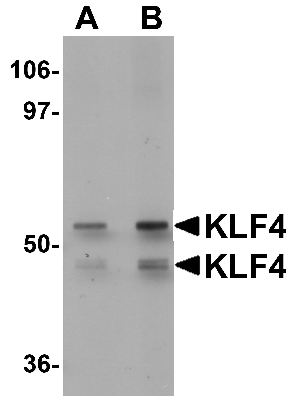 KLF4 Antibody (PA5-20897)