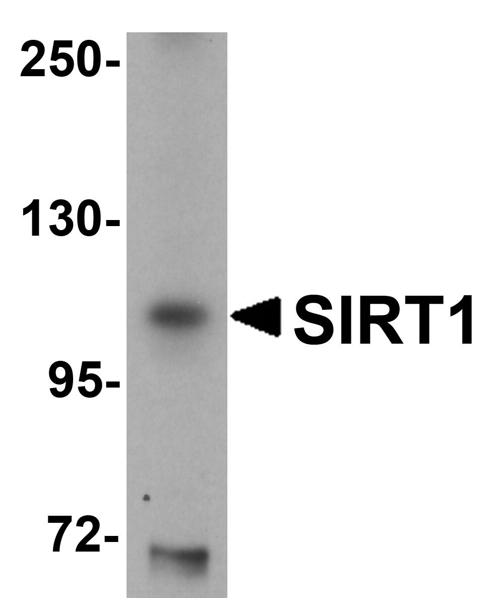SIRT1 Antibody (PA5-20964)