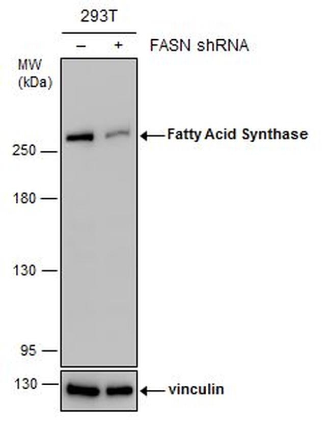 FASN Antibody (PA5-22061)