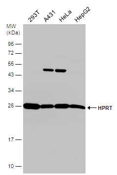 HPRT1 Antibody (PA5-22281)