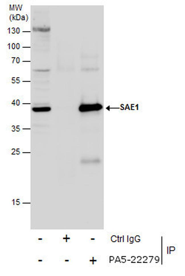 SAE1 Antibody (PA5-22297)