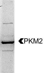 PKM2 Antibody (PA5-23034)
