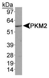 PKM2 Antibody (PA5-23034)