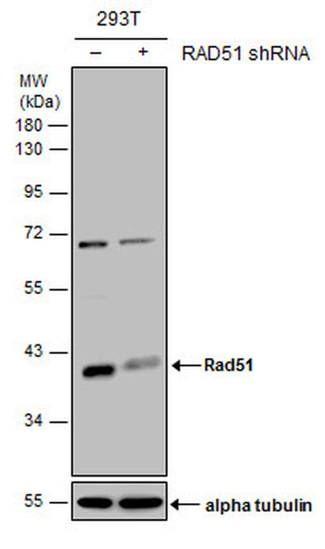 RAD51 Antibody (PA5-27195)