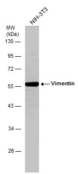 Vimentin Antibody (PA5-27231)
