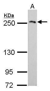 Collagen III Antibody (PA5-27828)