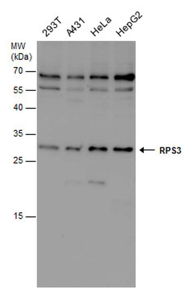 RPS3 Antibody (PA5-27974)