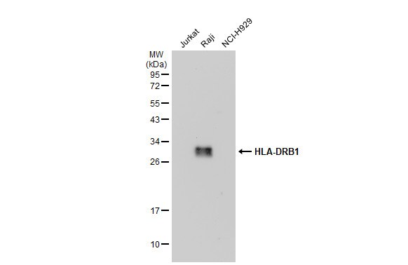 HLA-DRB1 Antibody (PA5-28156)