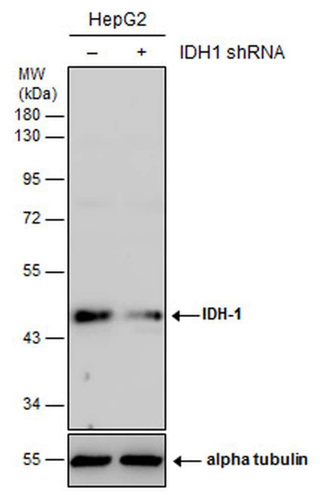 IDH1 Antibody (PA5-28206)