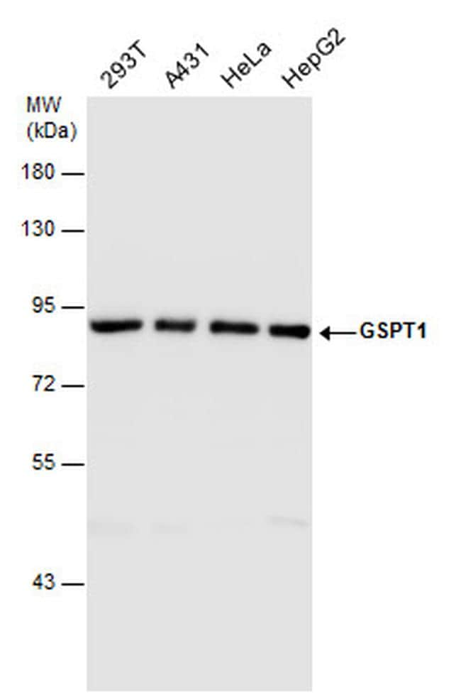 GSPT1 Antibody (PA5-28256)