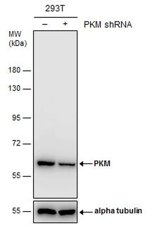 PKM2 Antibody (PA5-28700)