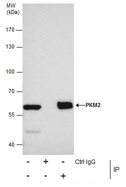 PKM2 Antibody (PA5-28700)