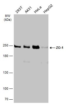 ZO-1 Antibody (PA5-28858)
