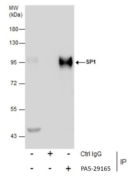 SP1 Antibody (PA5-29165)