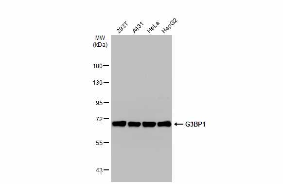 G3BP1 Antibody (PA5-29455)