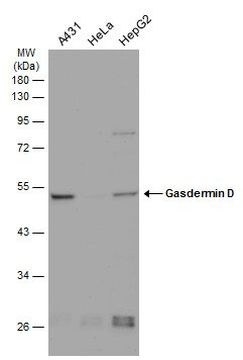 GSDMD Antibody (PA5-30823)