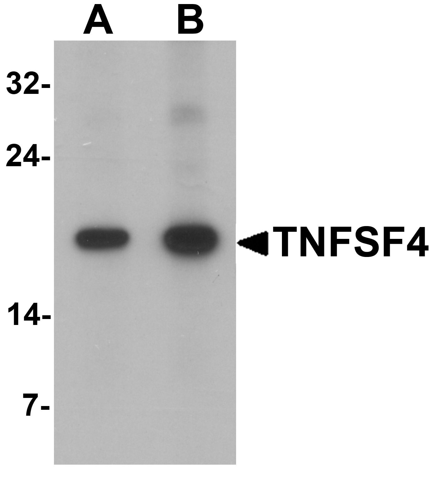 OX40L Antibody (PA5-34516)
